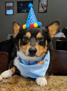 Disapproving Corgis is Facebook Group Sharing the Best of Grumpy Pups