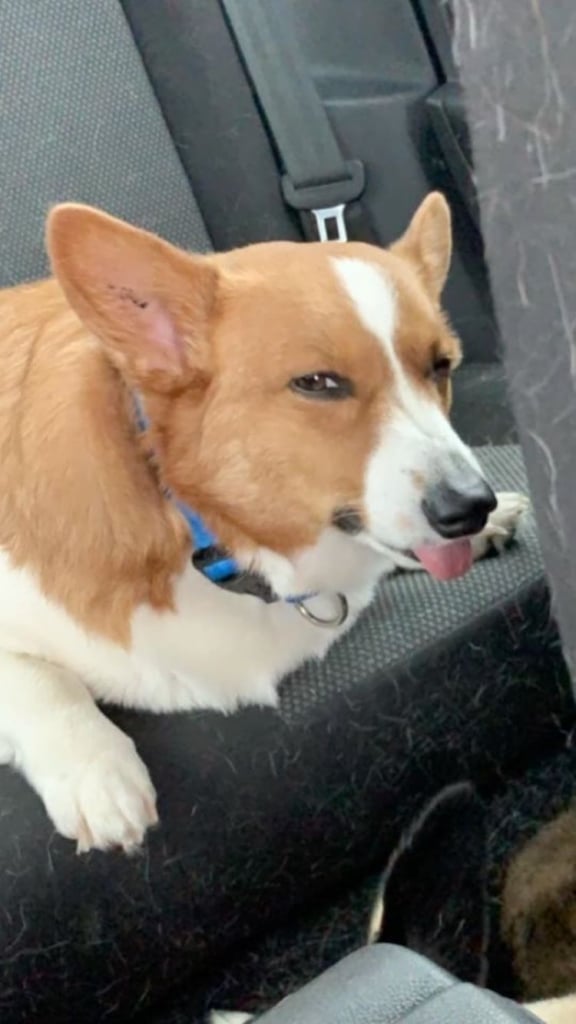 Disapproving Corgis is Facebook Group Sharing the Best of Grumpy Pups