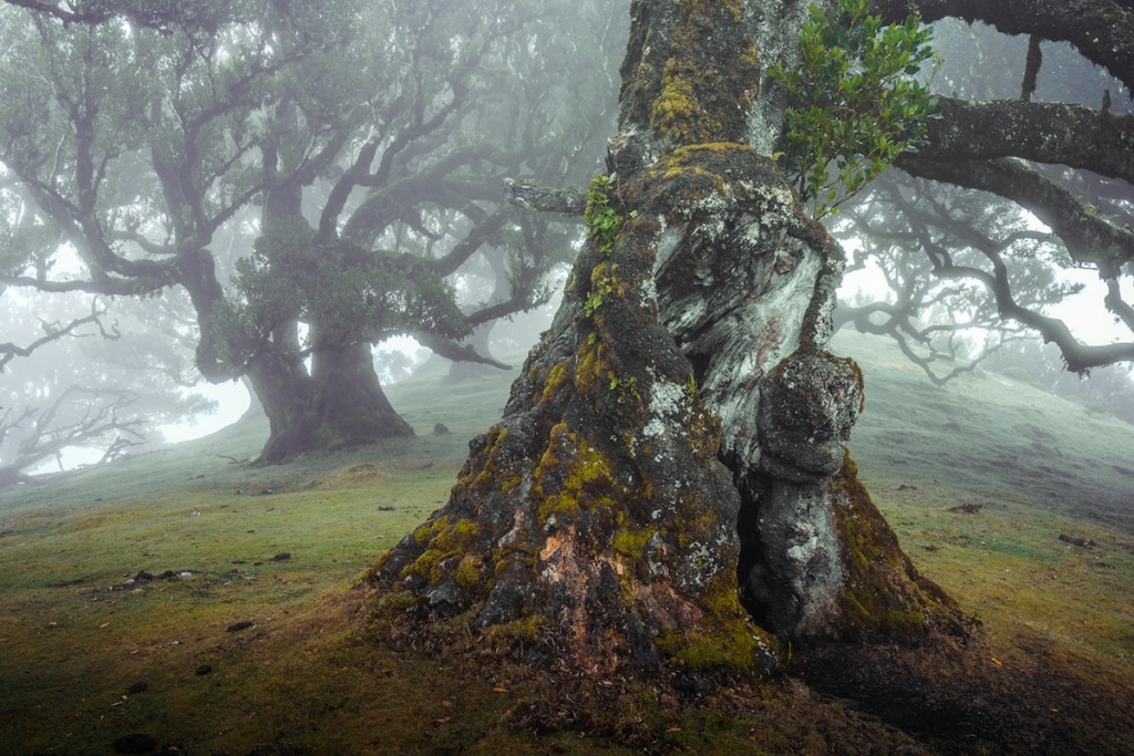 25 Photos of Madeira's Dreamy Fanal Forest by Albert Dros