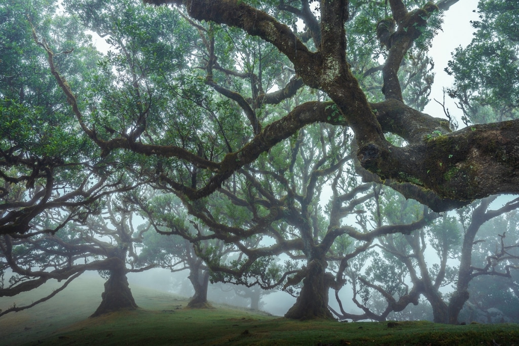 25 Photos of Madeira's Dreamy Fanal Forest by Albert Dros