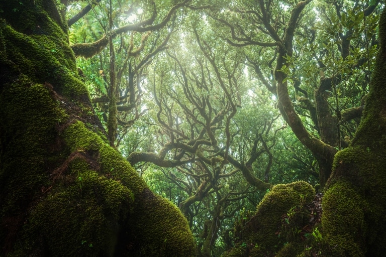 25 Photos of Madeira's Dreamy Fanal Forest by Albert Dros