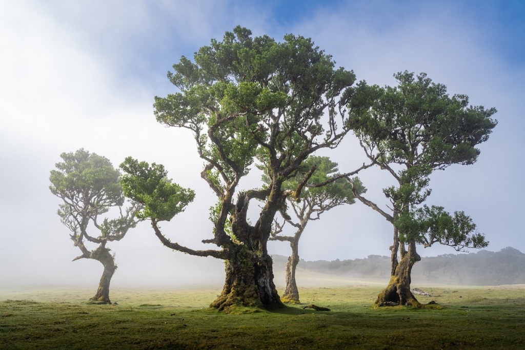 25 Photos of Madeira's Dreamy Fanal Forest by Albert Dros