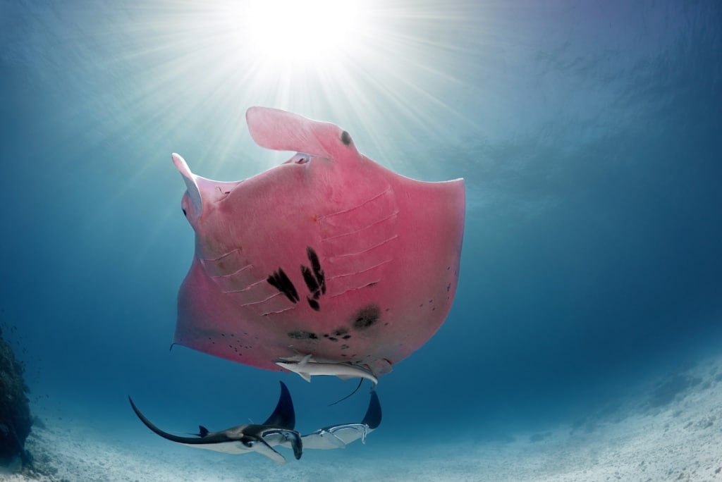 Incredible Photos of the World's Only Pink Manta Ray