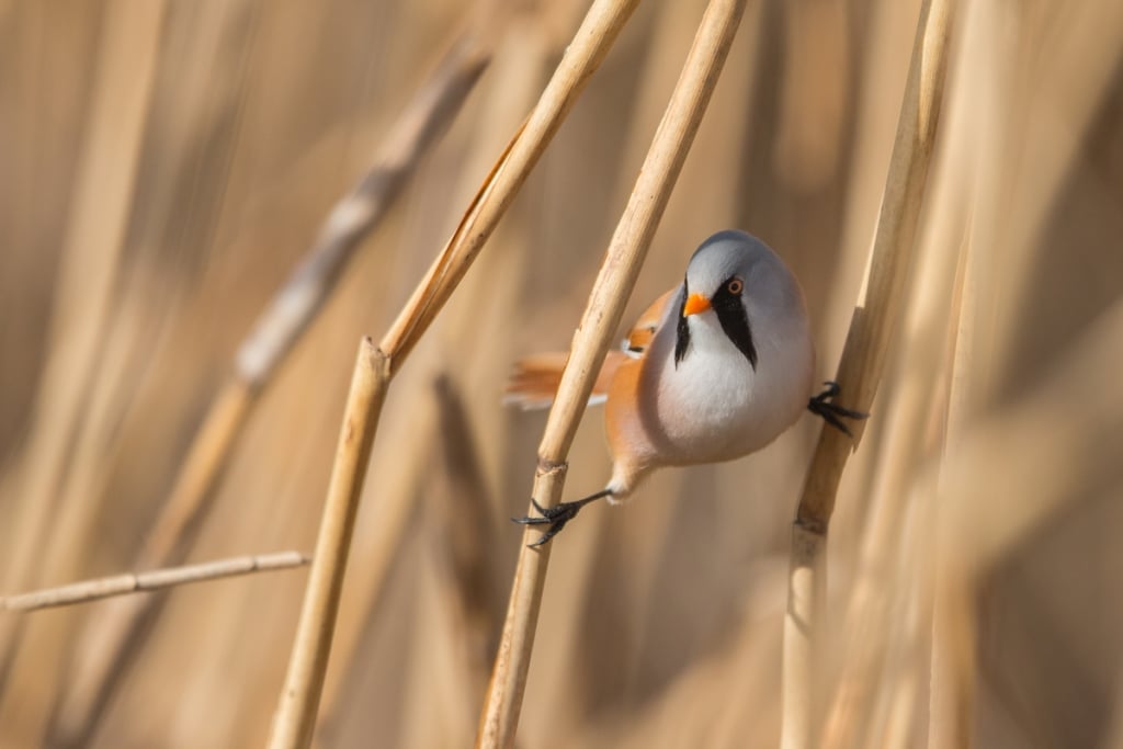 This Pint-Sized Bird is Known For Its Acrobatic Splits