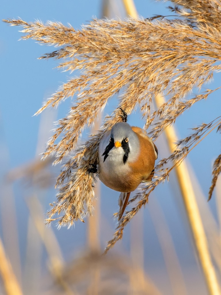 This Pint-Sized Bird is Known For Its Acrobatic Splits