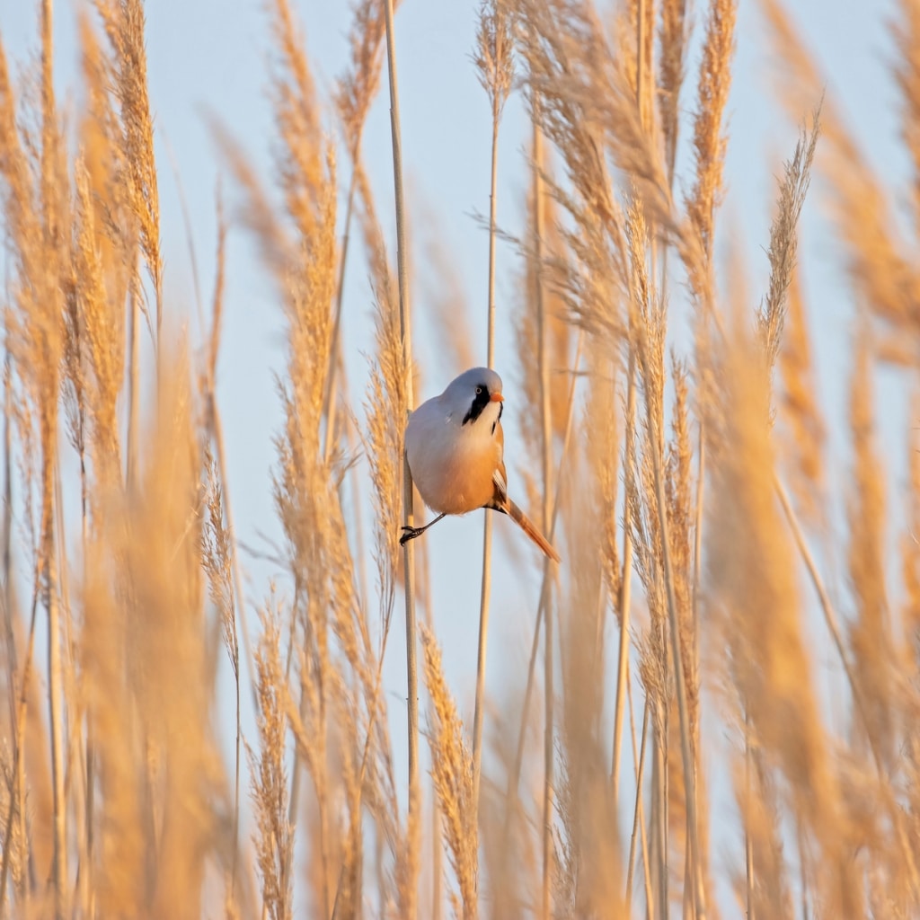 This Pint-Sized Bird is Known For Its Acrobatic Splits