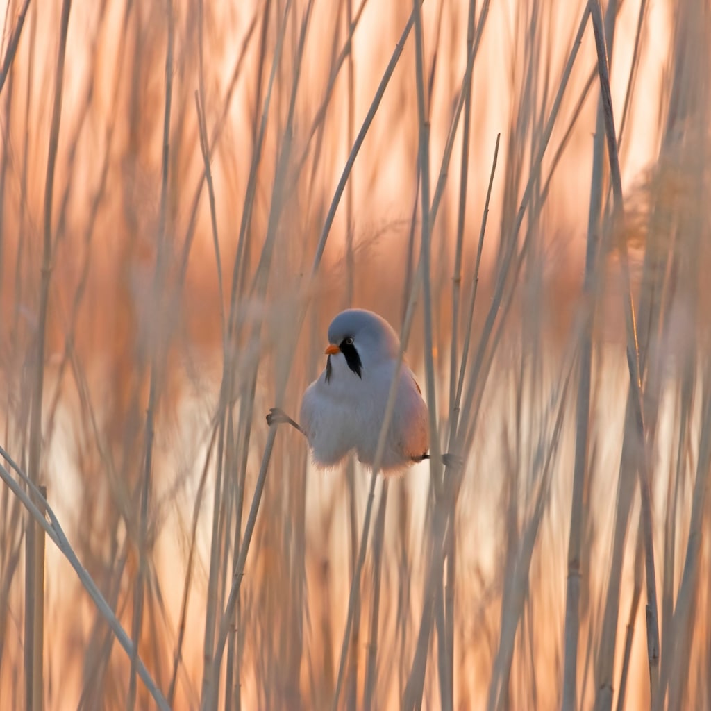This Pint-Sized Bird is Known For Its Acrobatic Splits
