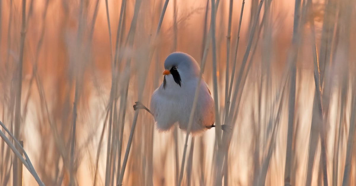 This Pint-Sized Bird is Known For Its Acrobatic Splits