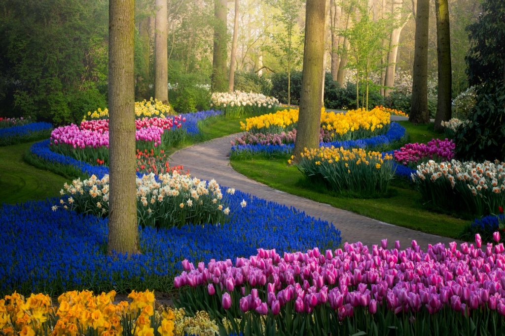 Check Out the Beautiful Flowers in Bloom at the Keukenhof