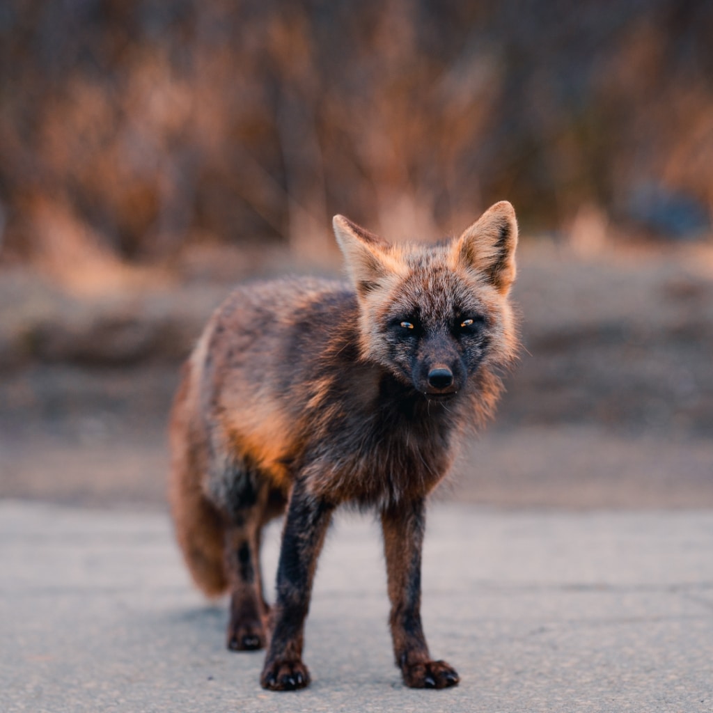 Let These Photos Take You Inside the Life of a Cross Fox