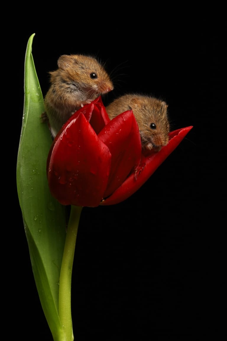 Adorable Photos of Harvest Mice Nestled in Tulips Will Make You Smile