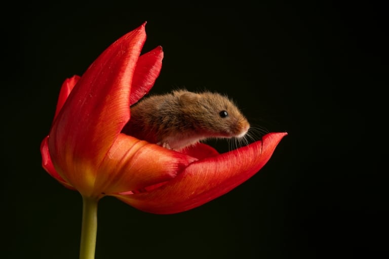 Adorable Photos of Harvest Mice Nestled in Tulips Will Make You Smile