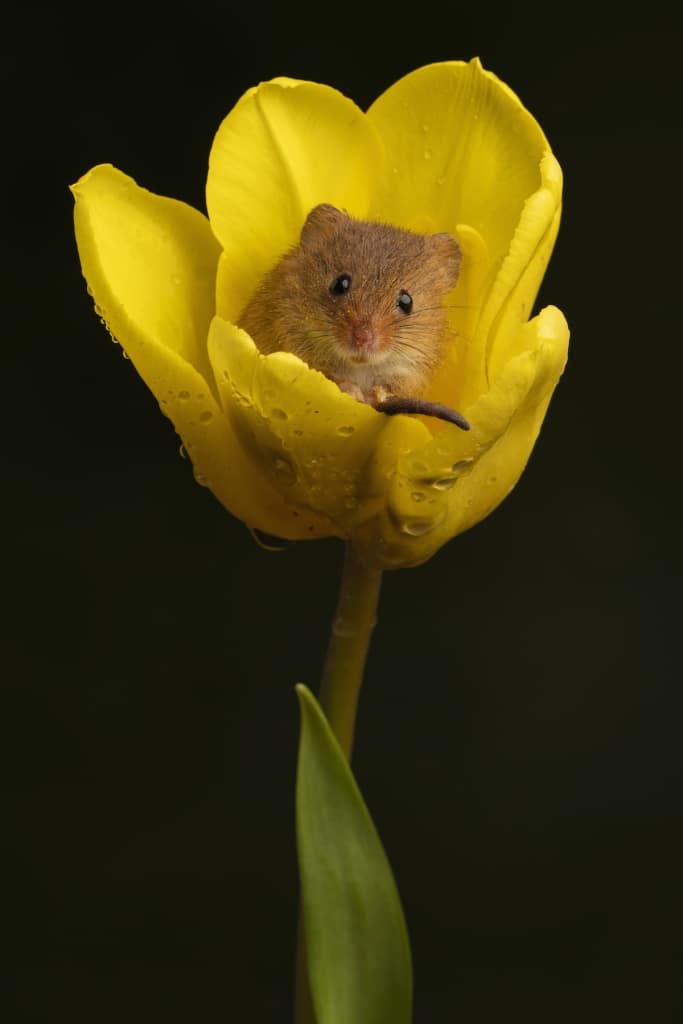 Adorables fotos de ratones espigueros jugando entre tulipanes