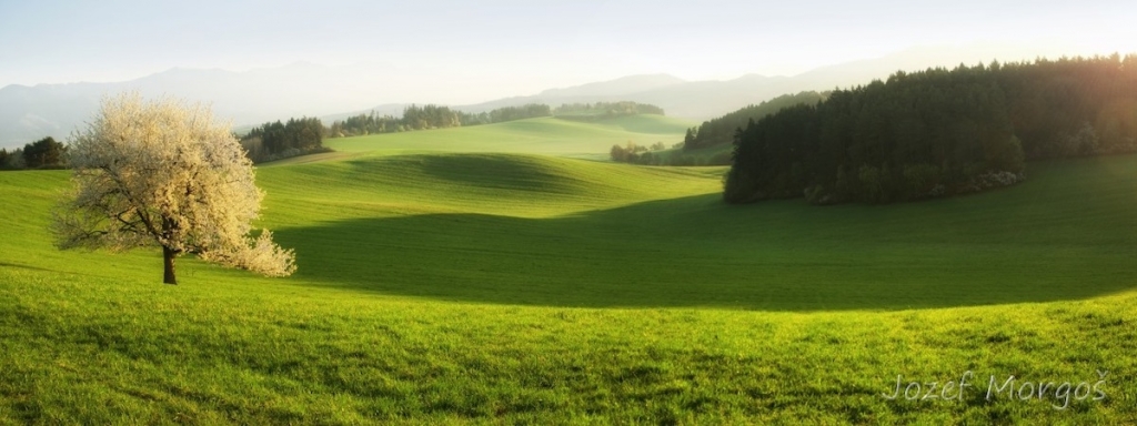 Magical Photos of a Cherry Tree in Slovakia Across All Seasons