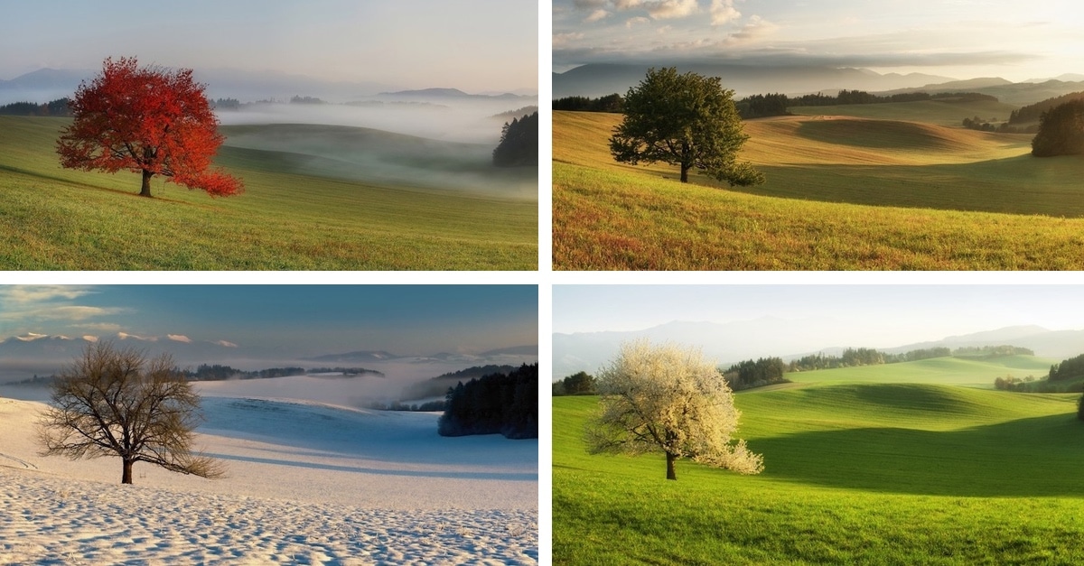 Magical Photos of a Cherry Tree in Slovakia Across All Seasons