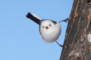 These Adorable Birds Found in Japan Look Like Fluffy Pieces of Cotton