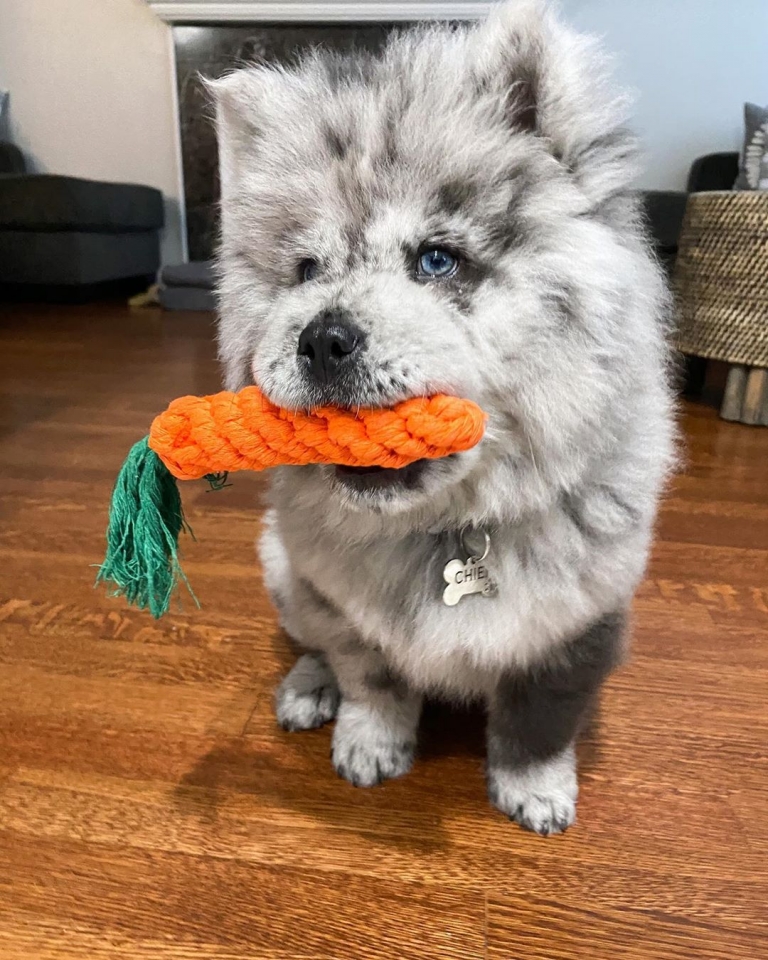 Conoce a Chief, el cachorro chow chow que parece un helado de Oreo