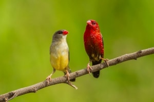 Adorable Strawberry Finches Change Color to Find a Mate