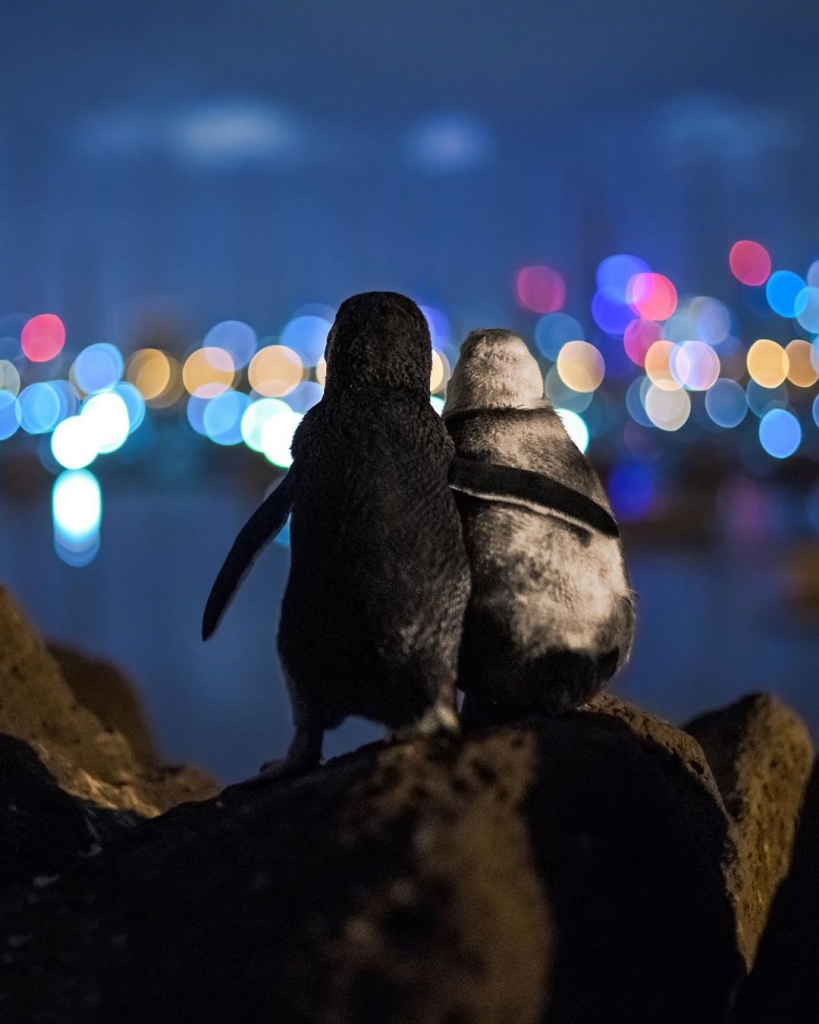 Two Penguins in Melbourne Appear to Be Comforting Each Other