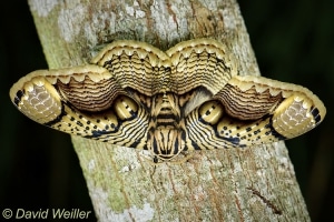 This Moth Has Brilliant Wing Patterns That Look Like Tiger Eyes