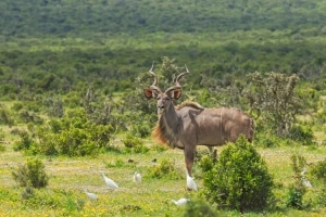 Africa's Greater Kudu are Antelops with Incredible Sprial Horns