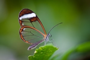 Glasswing Butterfly Has Transparent Wings to Make Itself "Invisible"