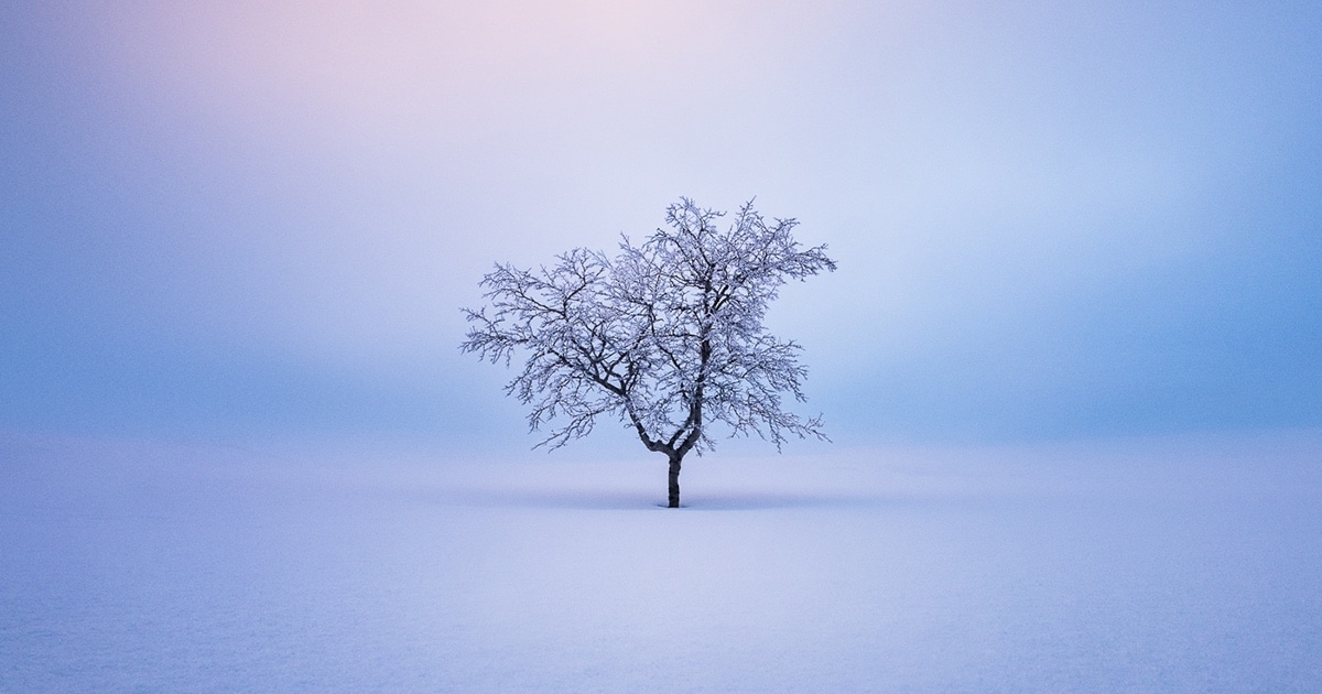 Spectacular Photos Show the Tranquil Beauty of Solitary Trees in Finland