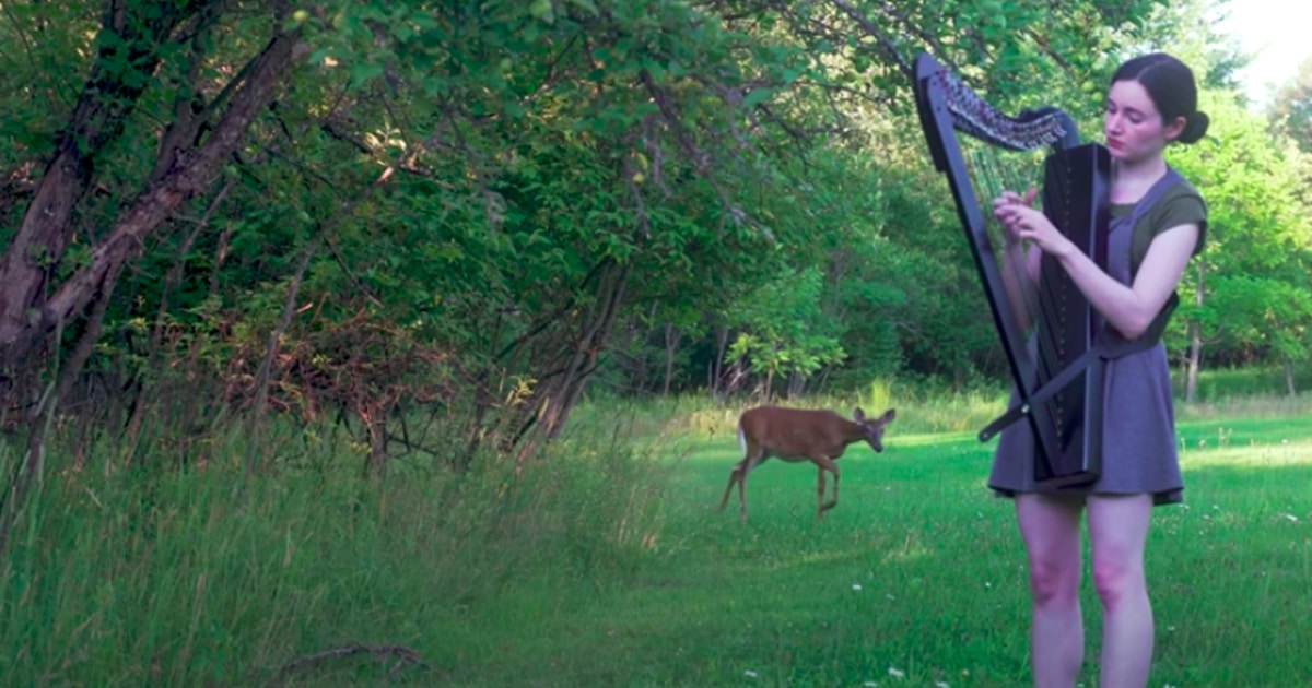 Deer Comes Out of the Woods When It Hears a Musician Playing Harp
