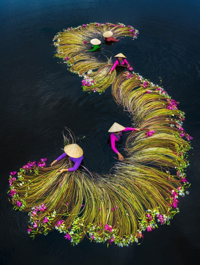 Breathtaking Photos of Farmers Harvesting Lilies from the Mekong Delta