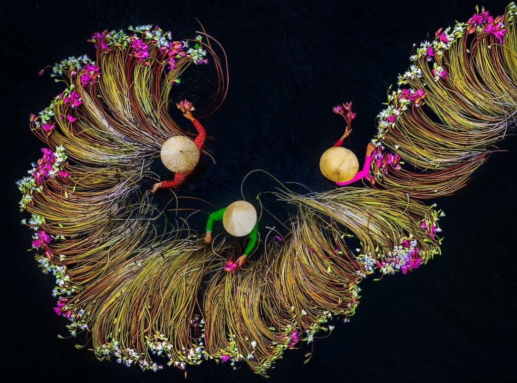 Breathtaking Photos of Farmers Harvesting Lilies from the Mekong Delta
