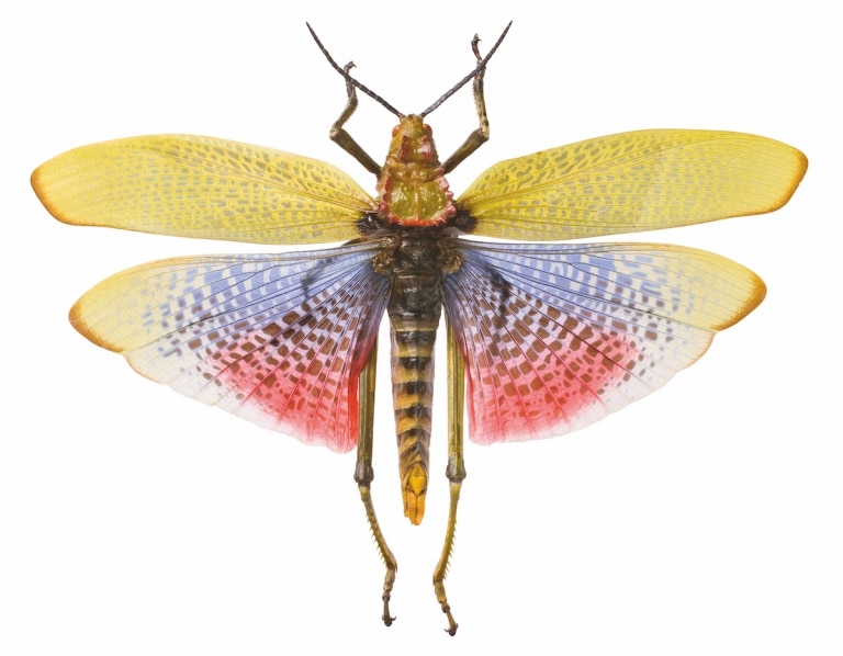 Smithsonian Takes a Look at the World's Most Interesting Insects