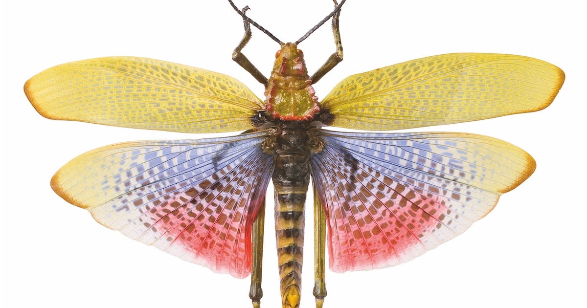 Smithsonian Takes a Look at the World's Most Interesting Insects