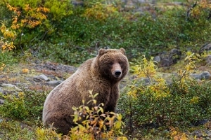 The National Park Service Publishes Hilarious PSA About Bear Safety