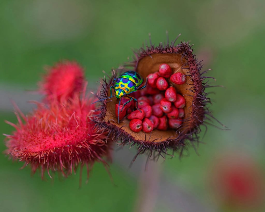 See the 2020 Macro Art Photogrpahy Winners of the IGPOTY Awards