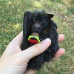 Bats Queensland Rescues Tiny Animals and Shares Adorable Bat Photos