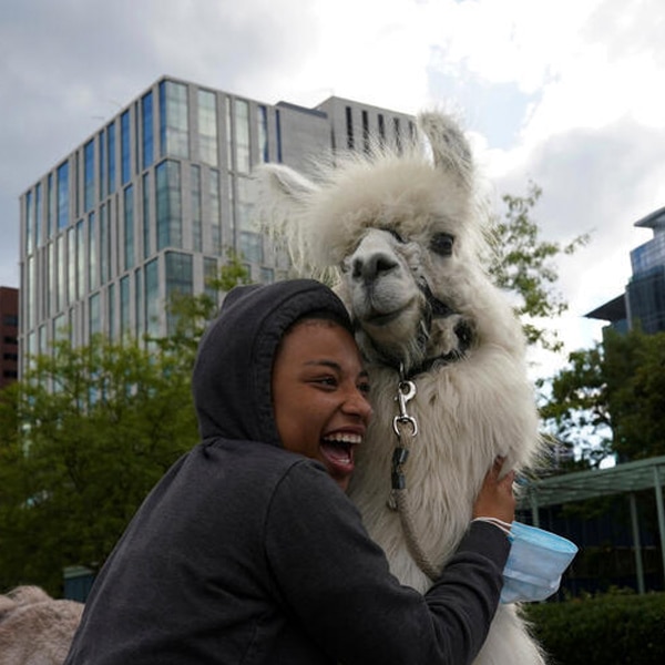 Learn More About The Animals That You Love - Page 47 of 130