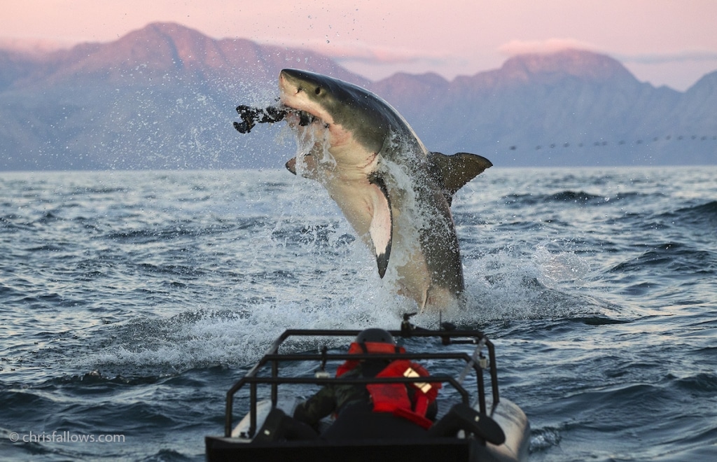 Increíble foto de un tiburón blanco saltando casi 4 metros fuera del agua