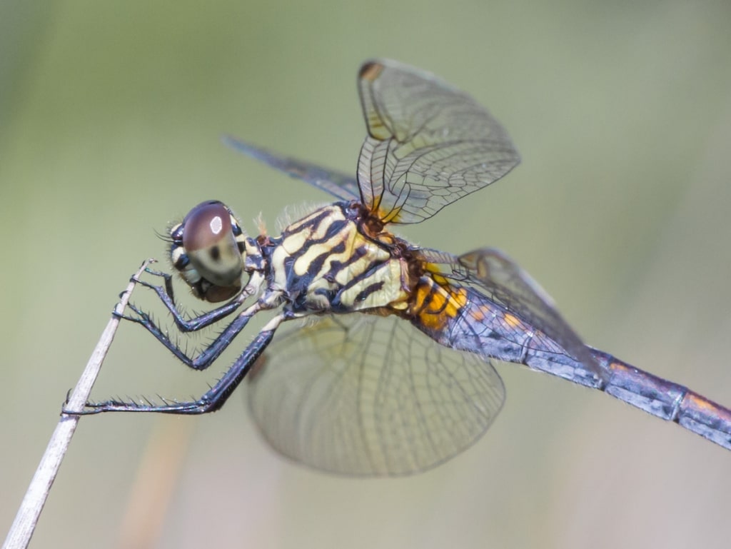 Dragonflies the Star of Photography Book About Their Lifecycle