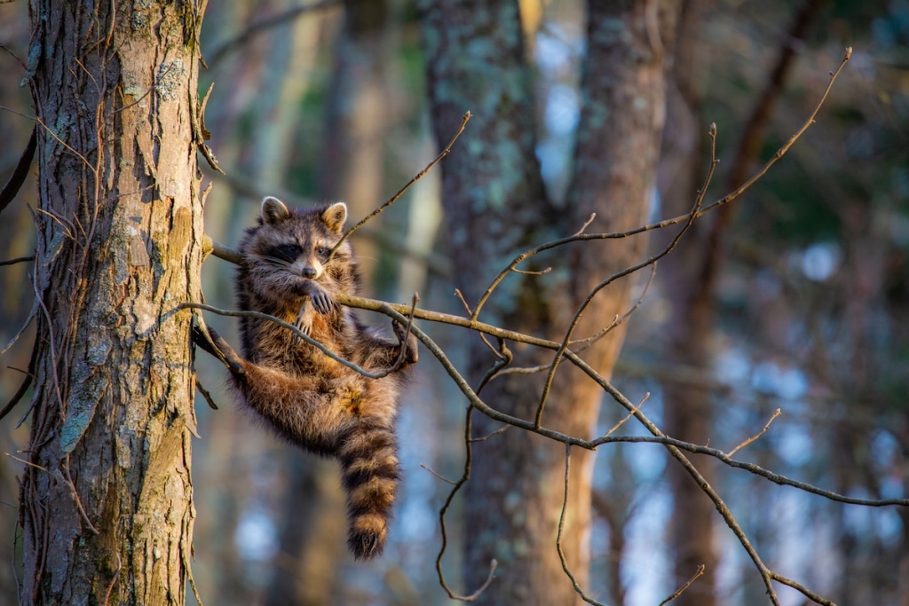 Hilarious Finalists of the 2020 Comedy Wildlife Photography Awards