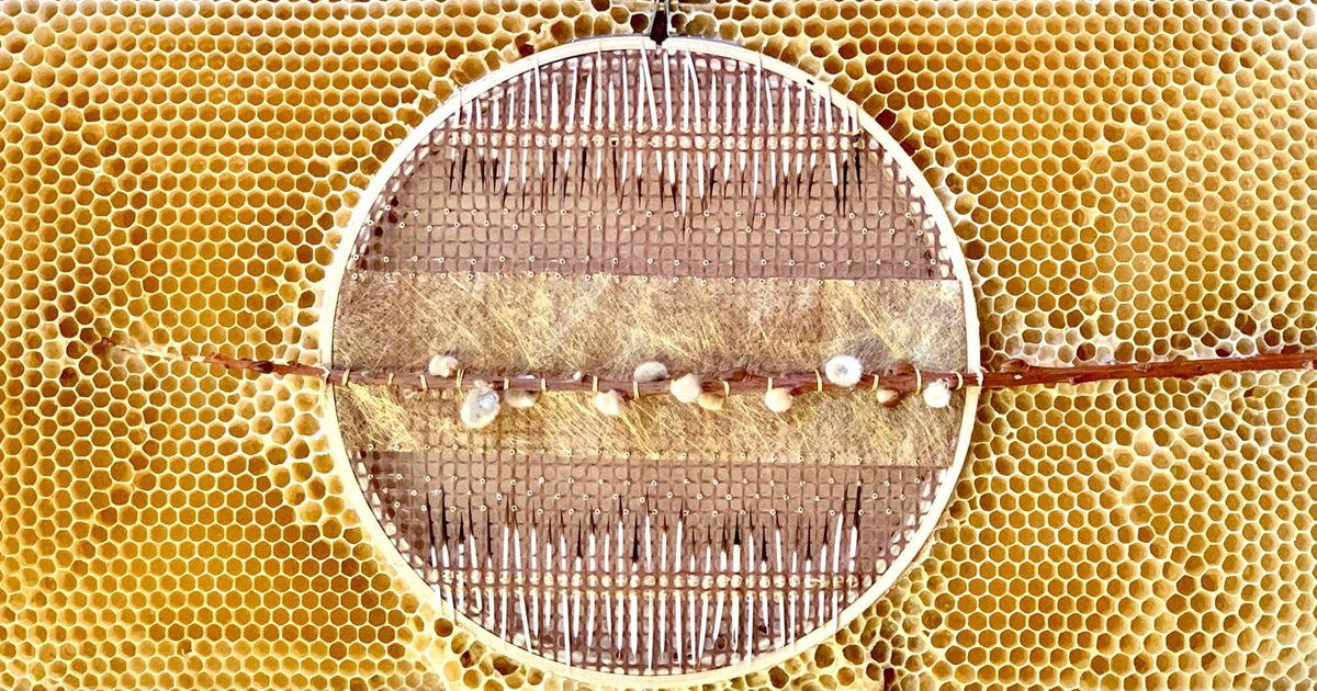 Artist Ava Roth Collaborates With Bees to Create Fascinating Organic Art