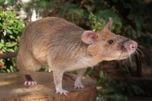 Landmine Detecting Rat Wins Gold Medal for Animal Bravey