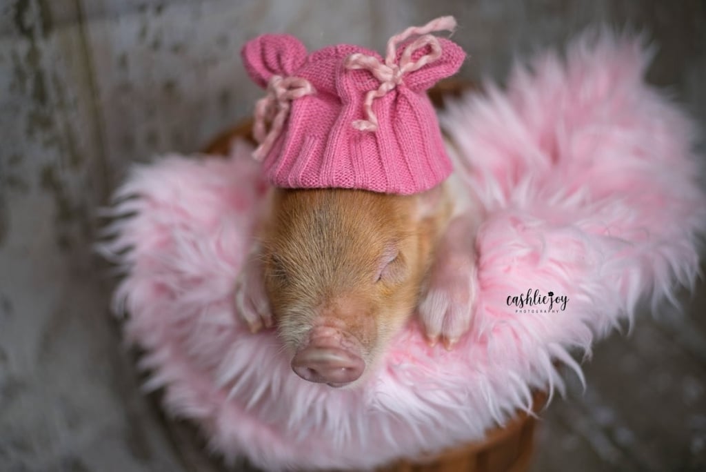 Adorable Piglet Has Her Own Newborn Photoshoot Just Like a Baby Human ...