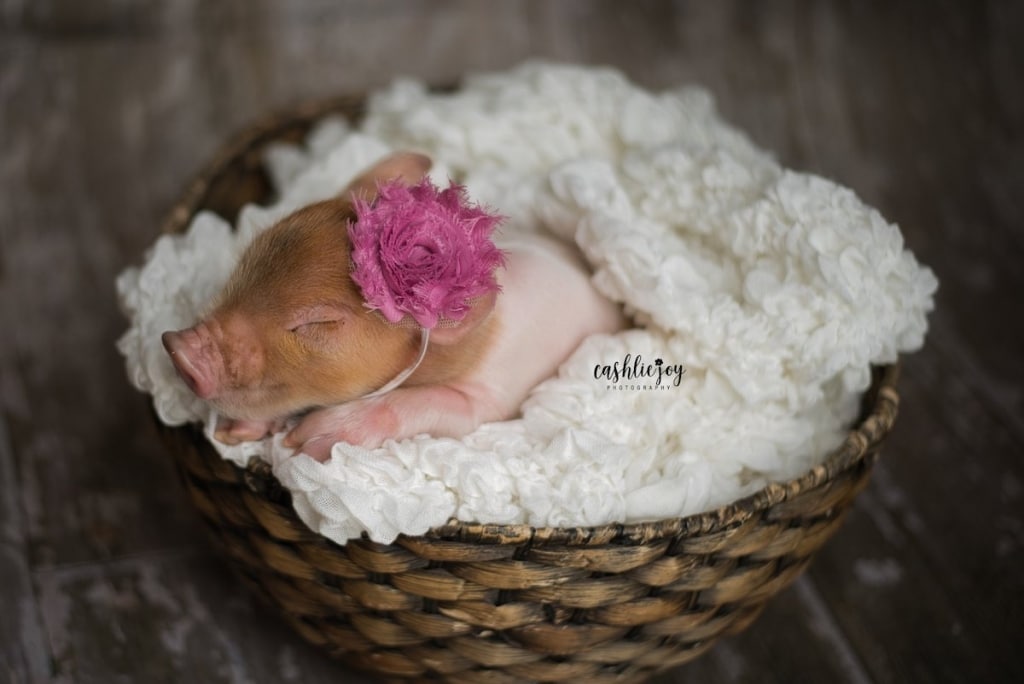 Adorable Baby Pig Pictures in a Sweet Newborn Photoshoot