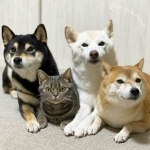Japanese Cat With Shiba Inu Siblings Thinks He’s a Dog Too