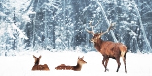 Haz un bello dibujo de un ciervo en este tutorial paso a paso