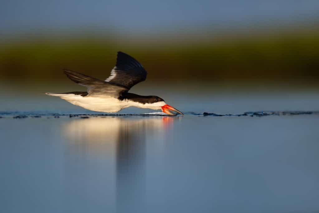 Photographer Makes Floating Bird Hide to Go Incognito in the Wild