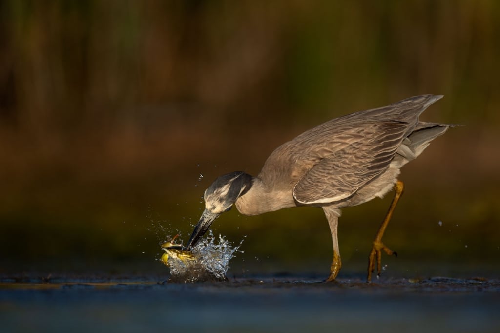 Photographer Makes Floating Bird Hide to Go Incognito in the Wild