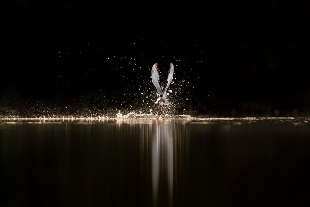 Photographer Builds His Own Floating “Bird Hide” To Go Incognito in the ...