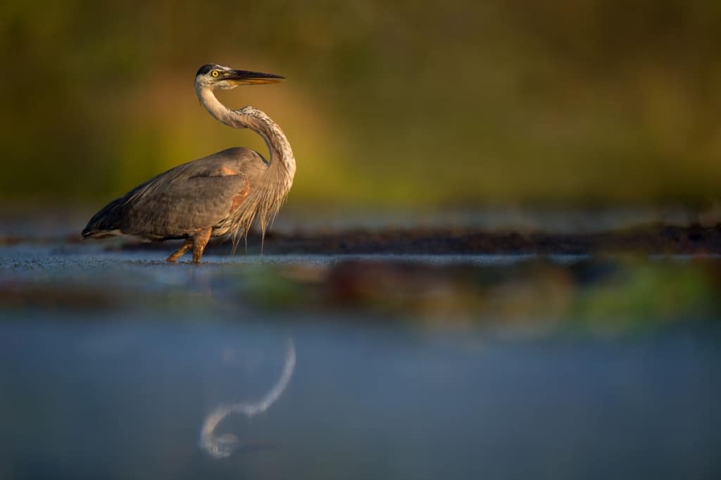 Photographer Makes Floating Bird Hide to Go Incognito in the Wild
