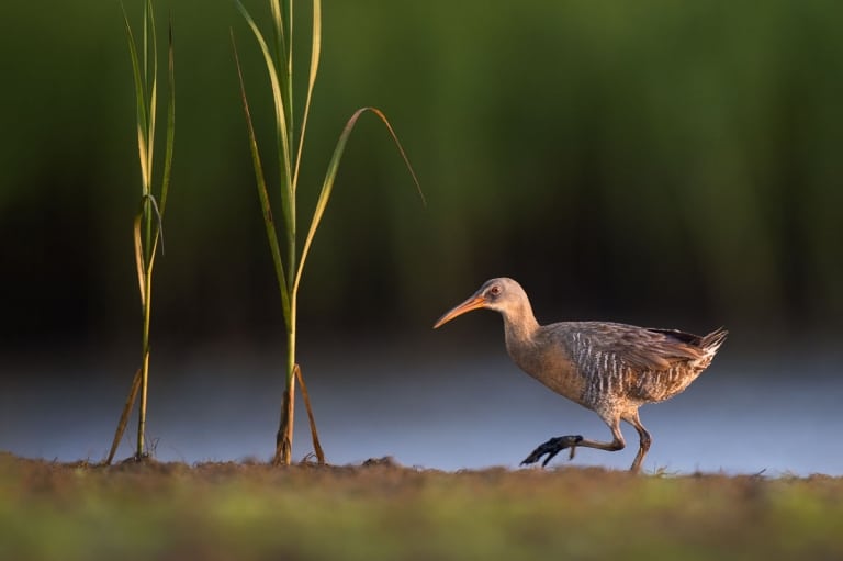Photographer Makes Floating Bird Hide to Go Incognito in the Wild